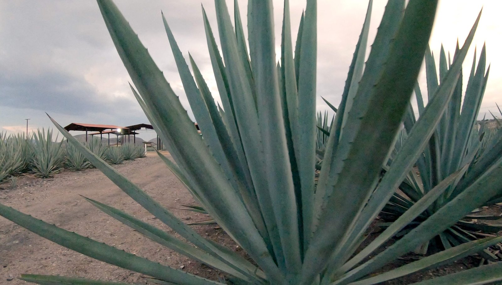 Todo sobre el Agave Espadín – DISTRITO MAGAZINE