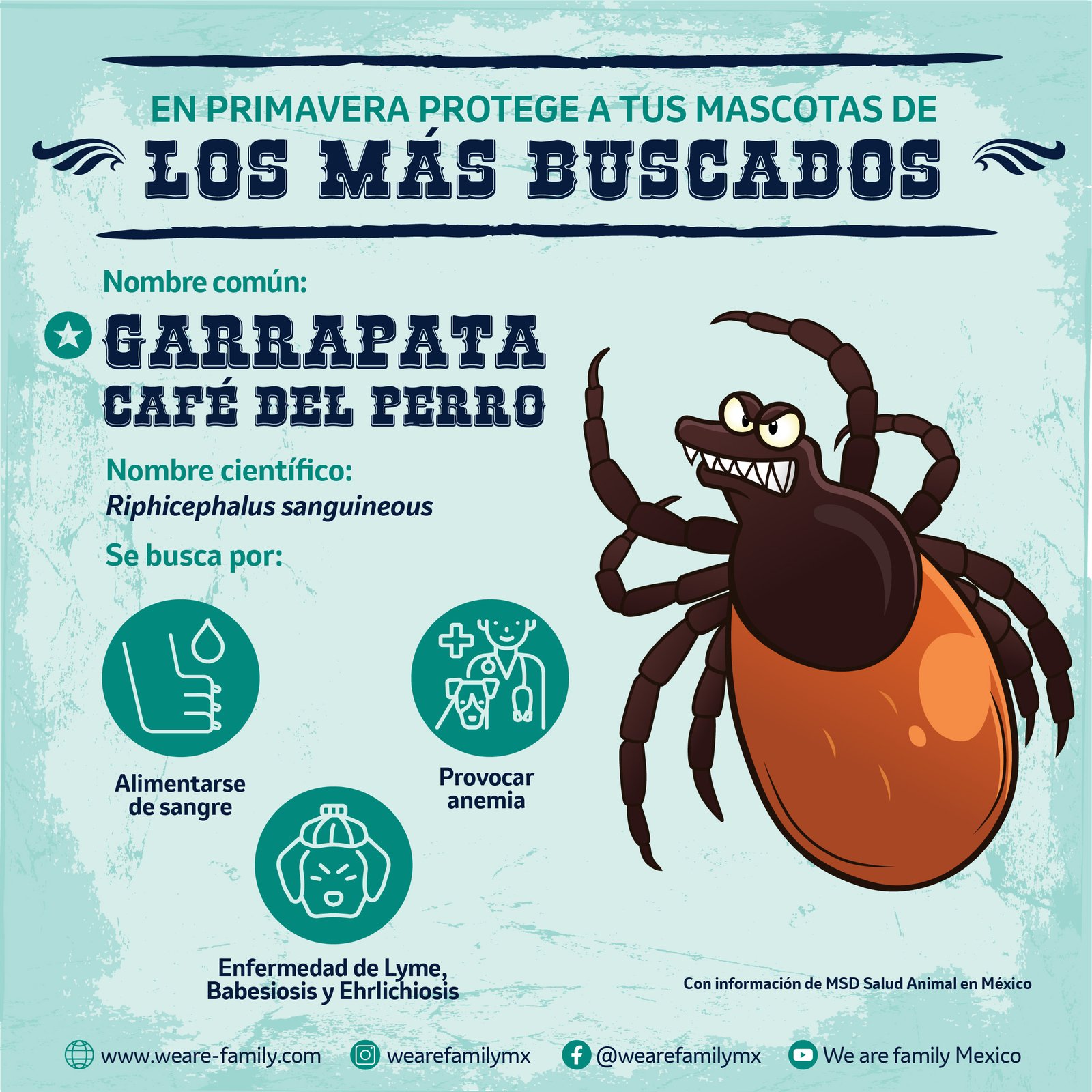 En tiempos de calor protege a tus mascotas de los más buscados: pulgas ...