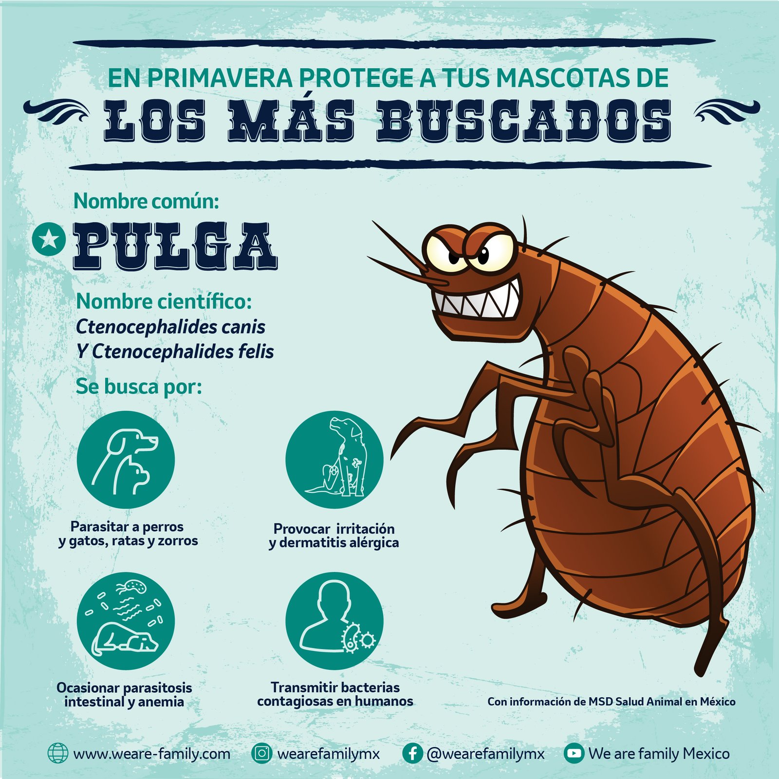 Infografía Pulga – DISTRITO MAGAZINE